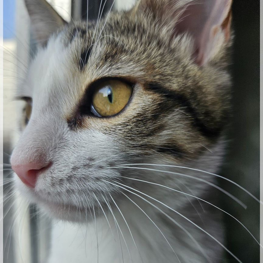 Турецкий ван котёнок