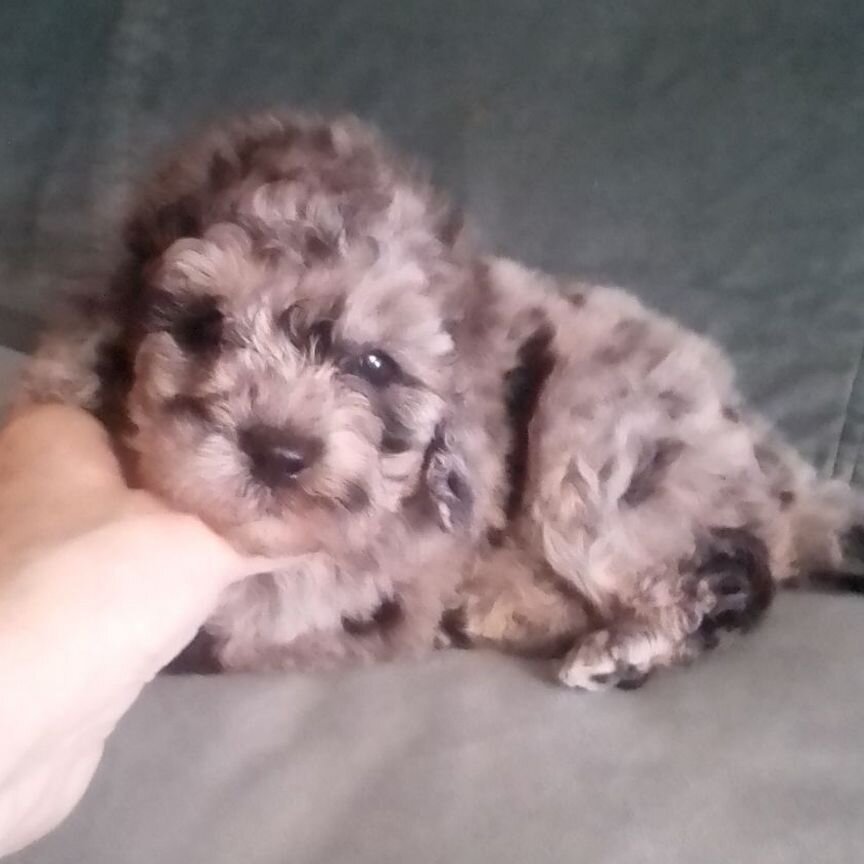 Роскошный мальчик той пуделя