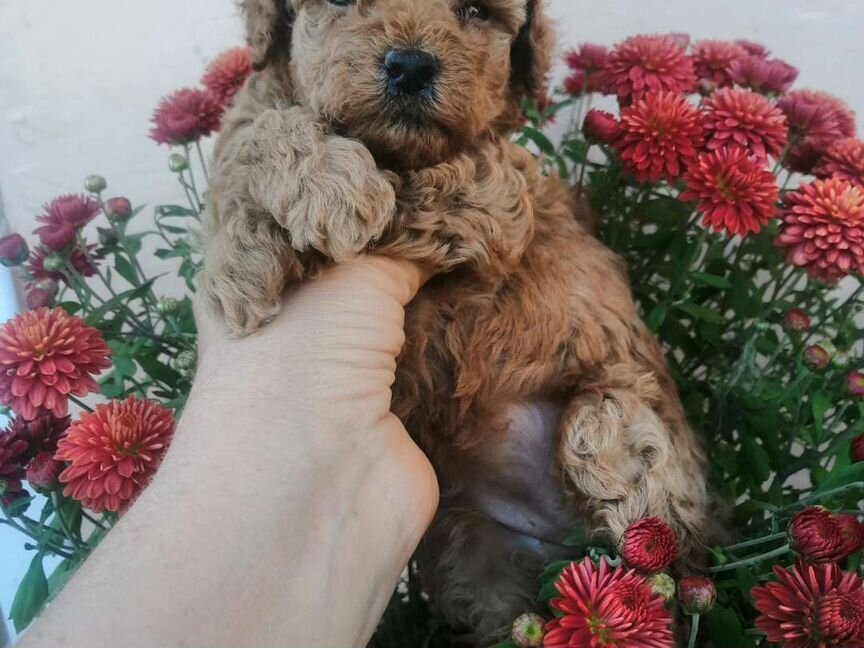 Щенки пуделя