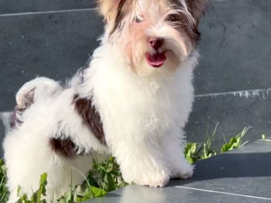 Цветной йорк биро