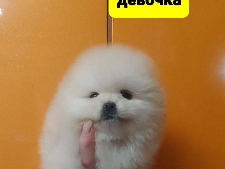 Замечательные детки