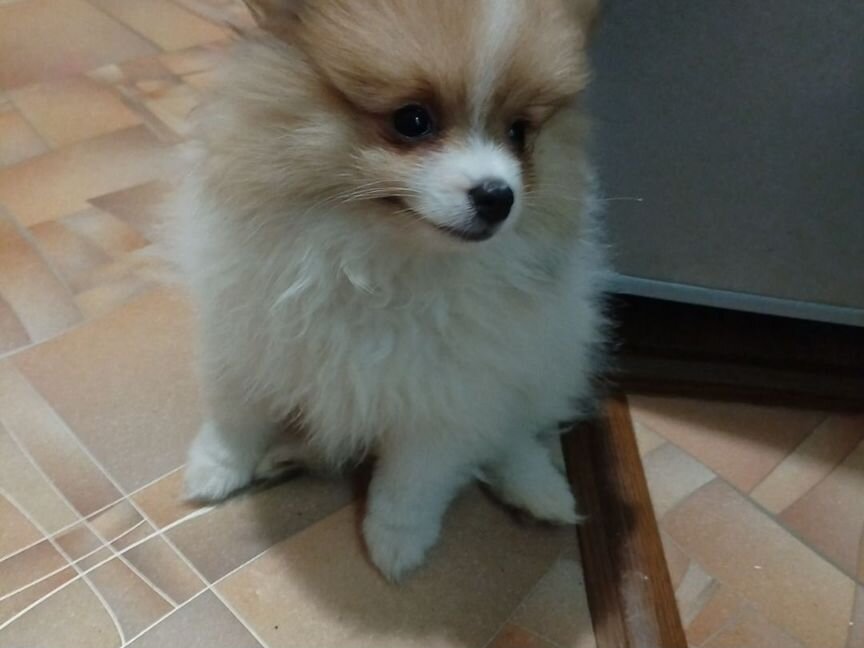 Малыши померанского шпица