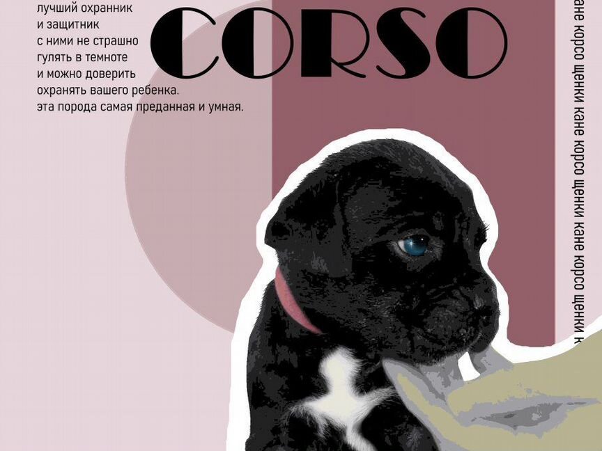 Щенки кане корсо