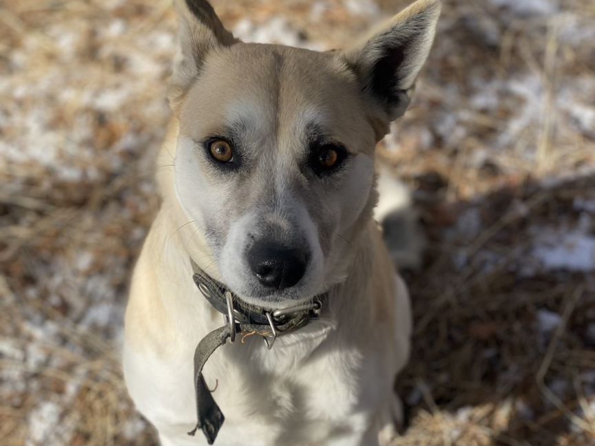 Щенки русско европейской лайки