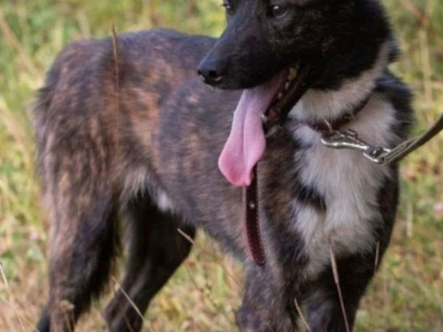 Жизнерадостный Чук из Лесного приюта ждёт вас