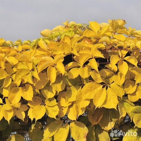 Виноград девичий Yellow Wall купить в Твери | Товары для дома и дачи ...