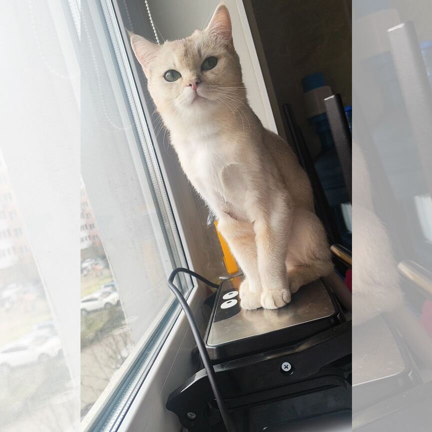 Британский длинношёрстный котёнок