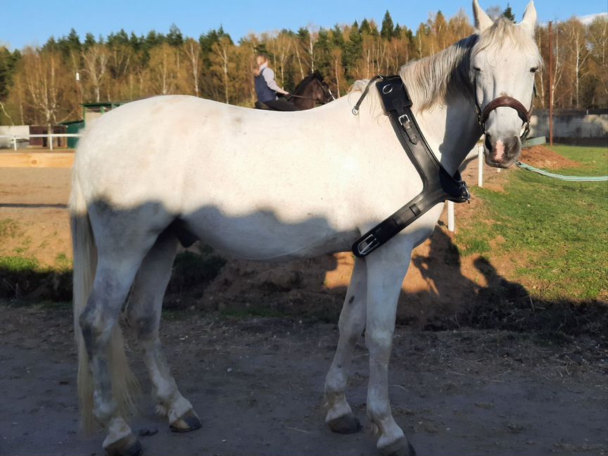 Упряжь. Хомут французский