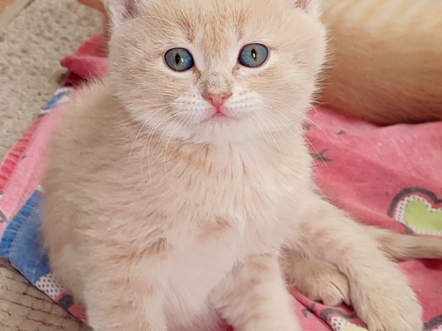 Котята бобтейла помесь