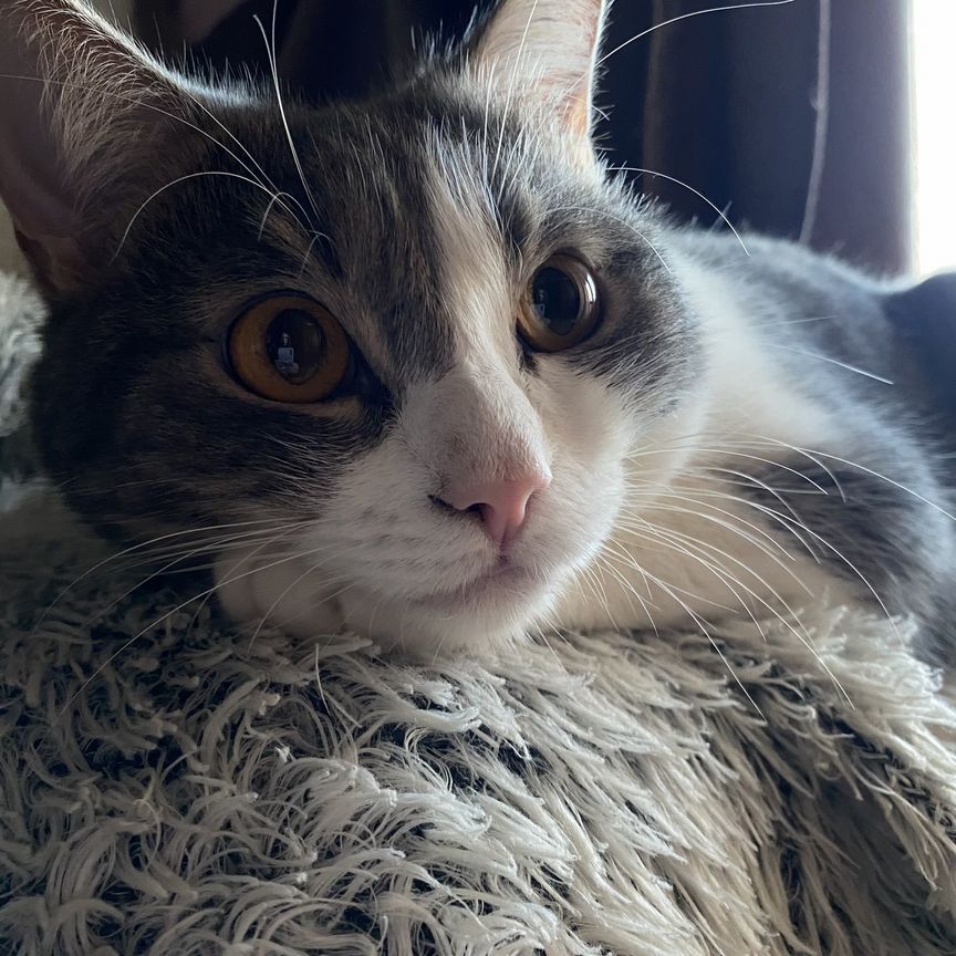 Домашние животные бесплатно