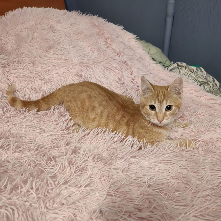 Котенок мальчик 3,5 месяца