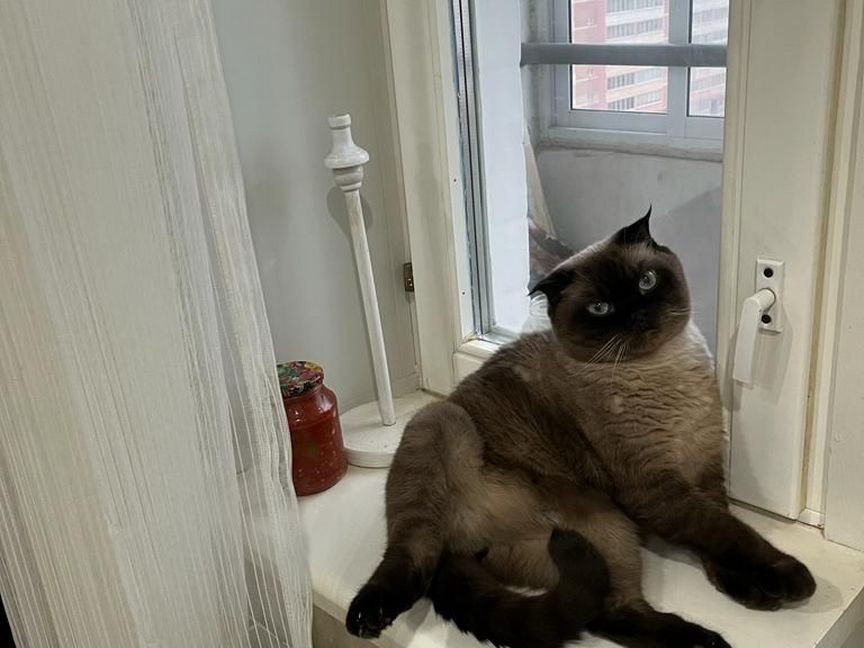 Шотландский вислоухий кот