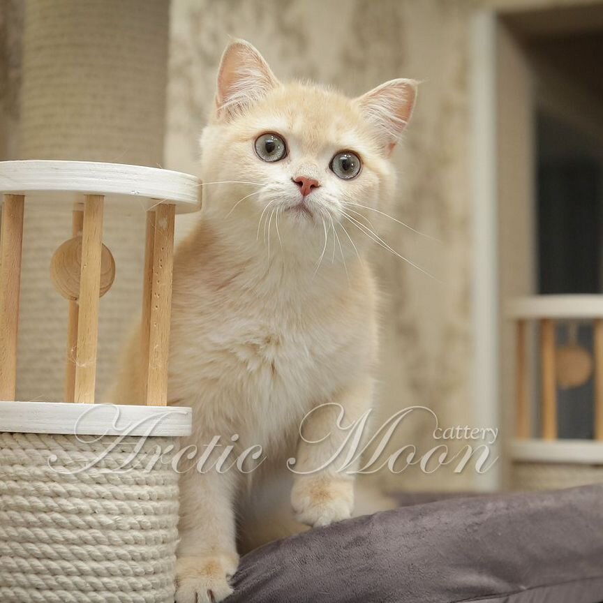 Котик лиловая золотая шиншилла