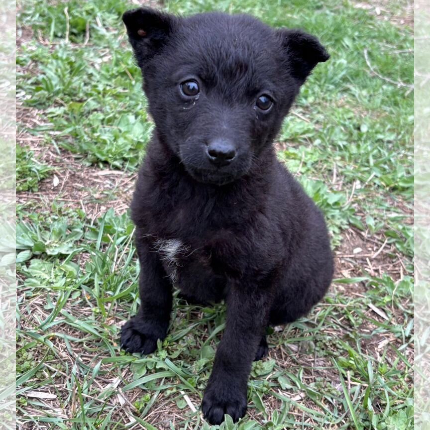 Щенки дворняжки. Мелкой породы