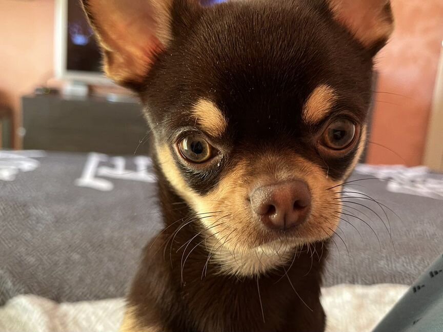 Вязка кобель чихуахуа