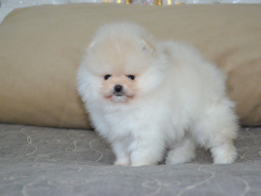 Померанский шпиц мини кремовый мишки