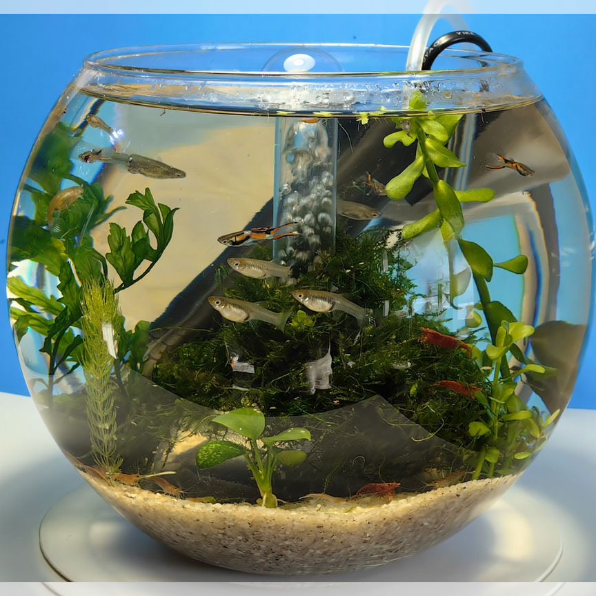 Аквариум рыбки растения
