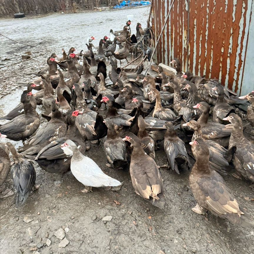 Мускусные утки