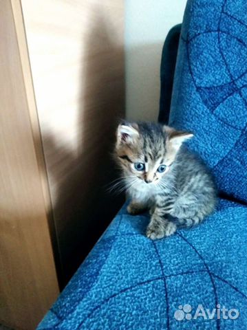 Котик бесплатно