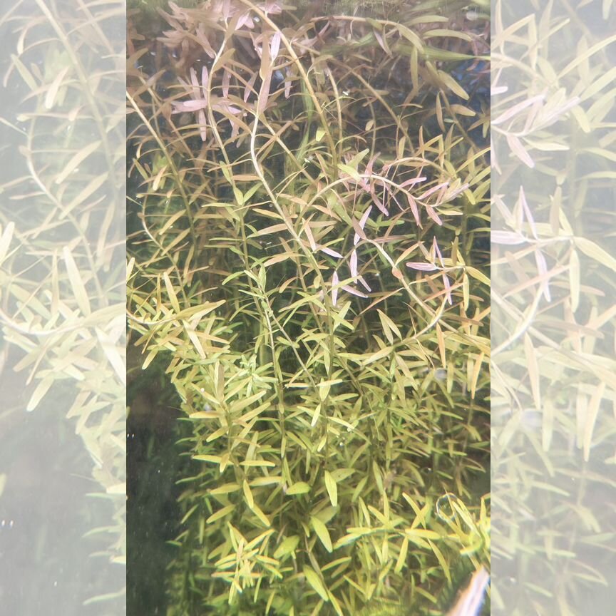 Уквариумное растение