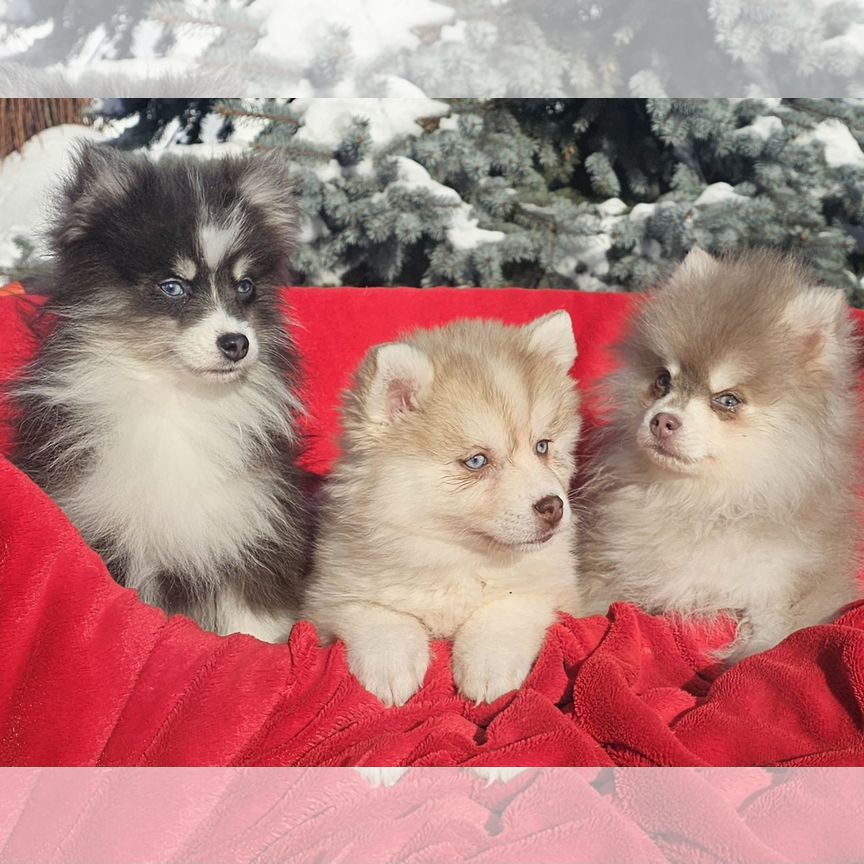 Помски, щенок