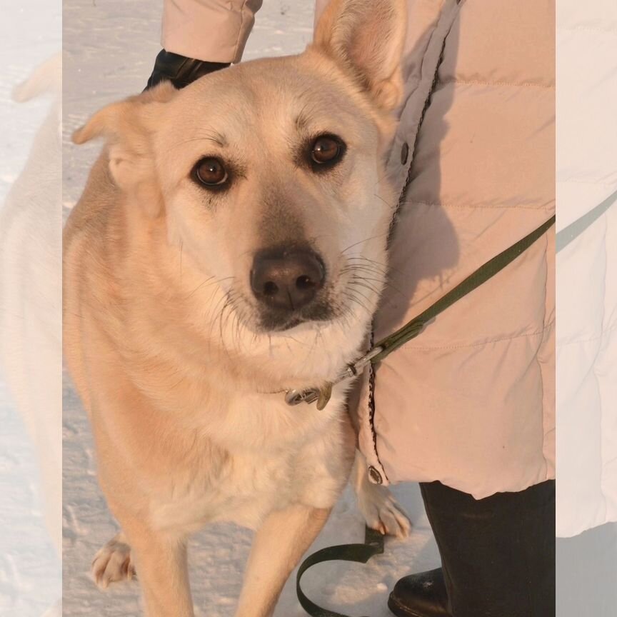 Взрослая собака в добрые руки