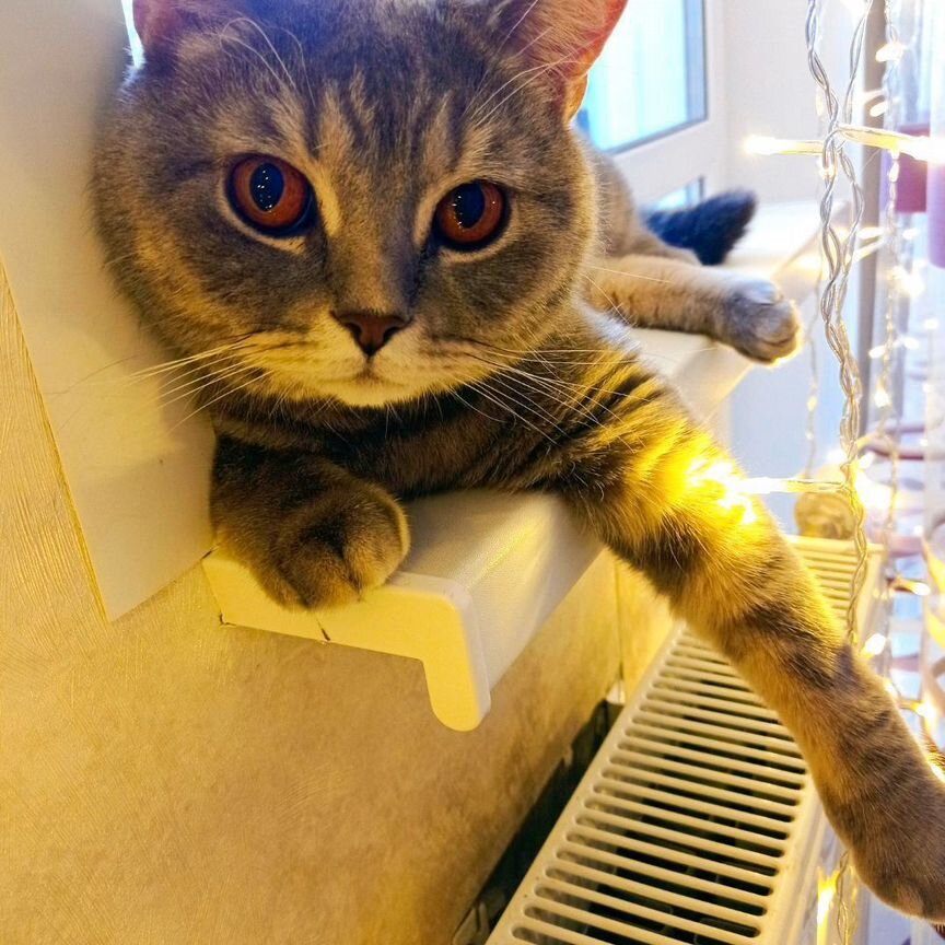 Британский кот