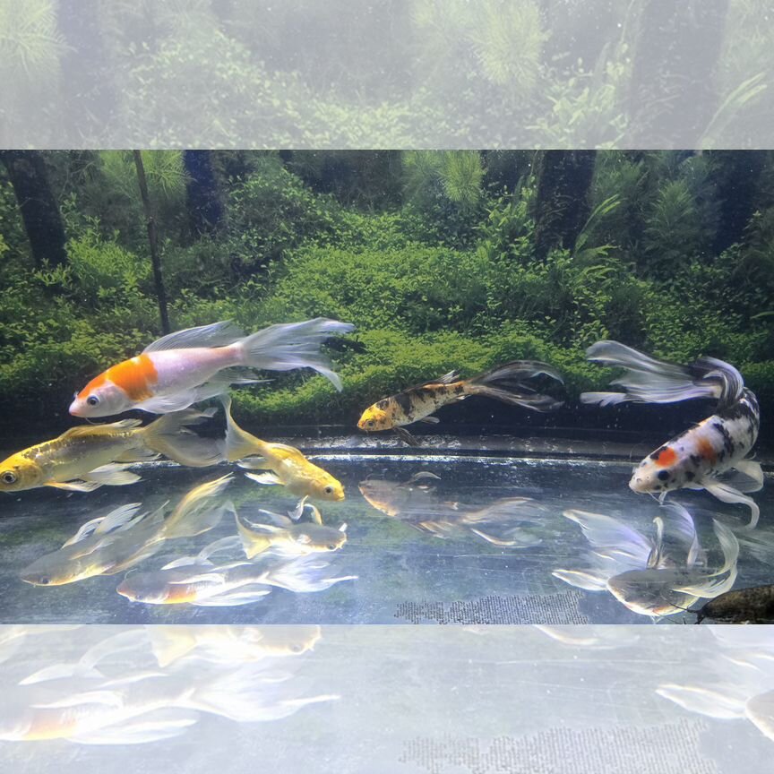 Аквариумные рыбки, сомы, карпы кои, золотые рабки
