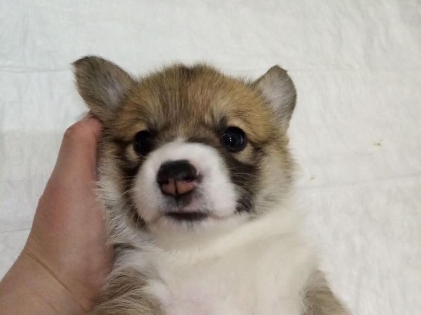 Сладкие коржики