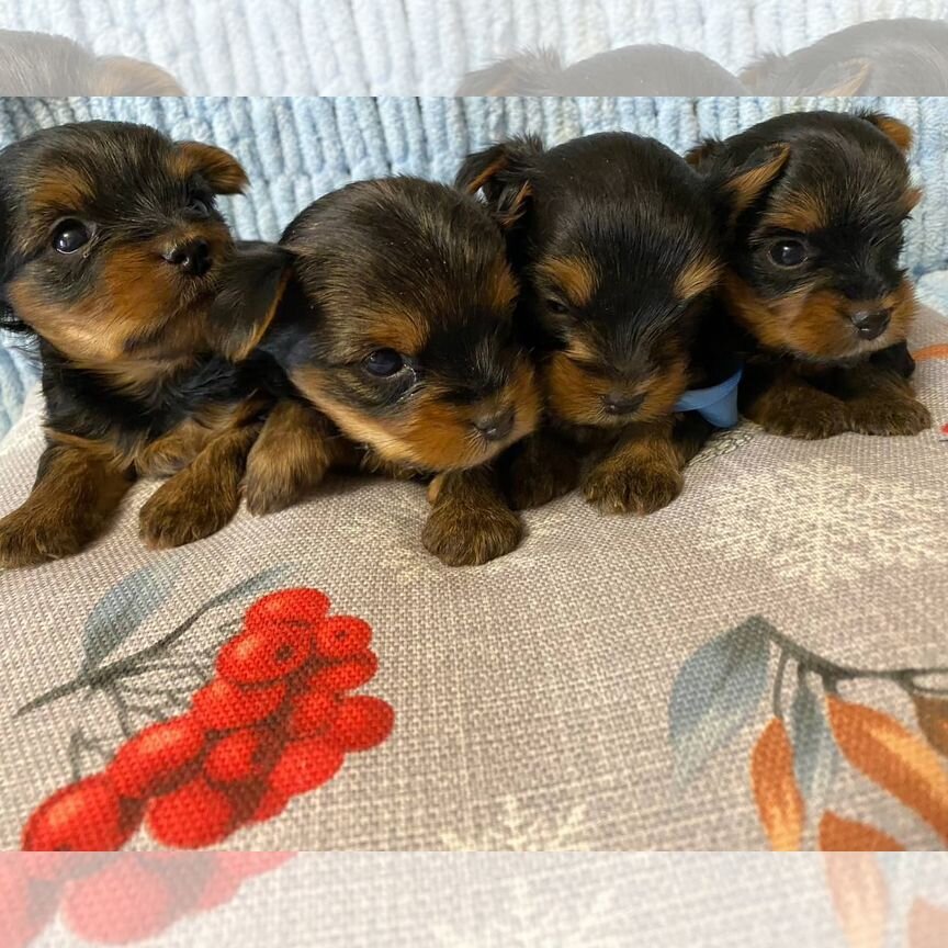 Йоркширский терьер, щенок