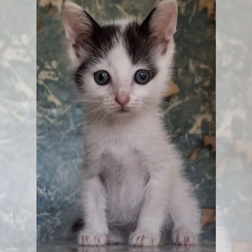 Европейский короткошёрстный котёнок