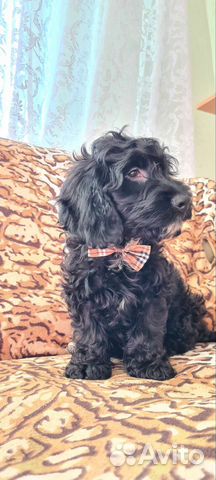 Мальтi-пу коко-пу кава-пу