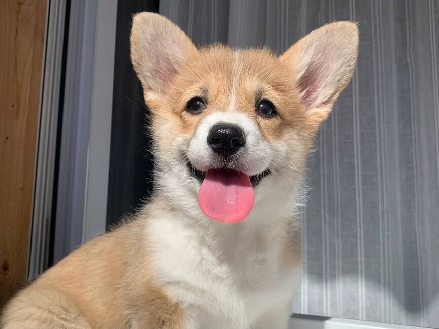 Малышка на миллион-вельш корги пемброк