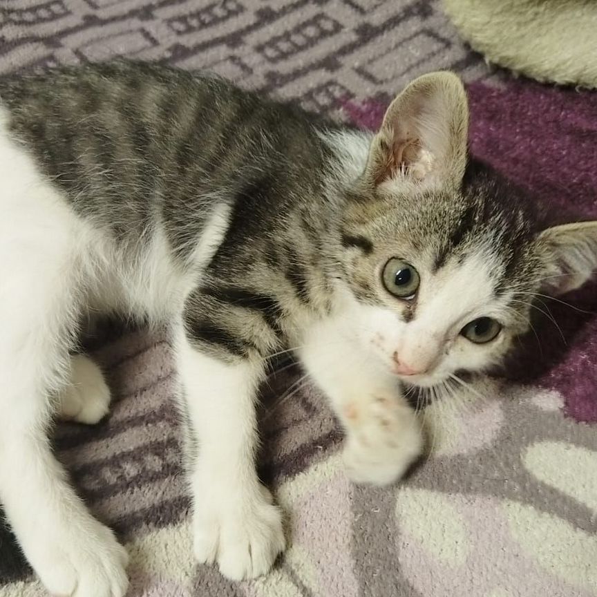 Котенок мальчик 2 месяца