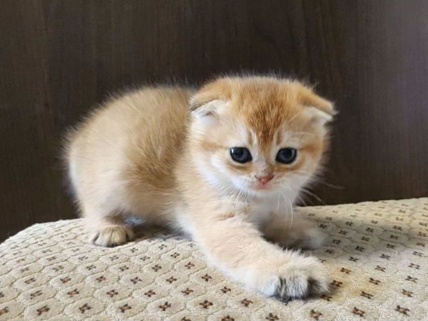 Шотландская золотая шиншилла