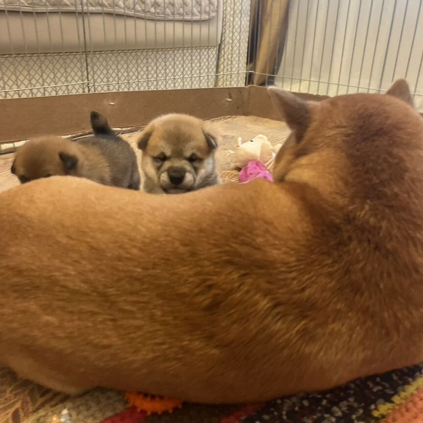 Сиба-ину, щенок