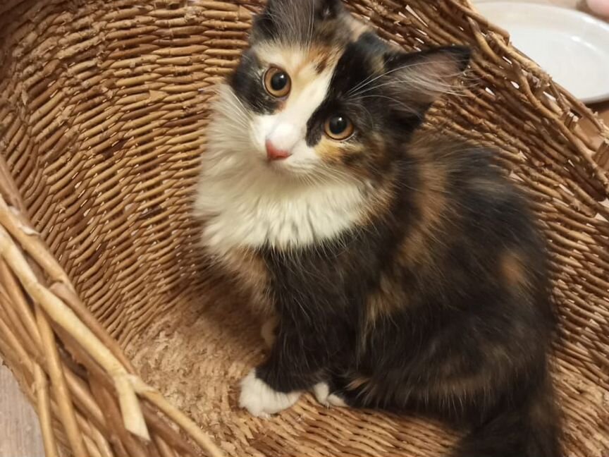 Котята в добрые руки приучены к лотку