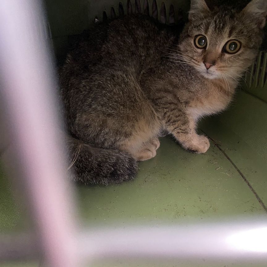 Котенок девочка 5 мес