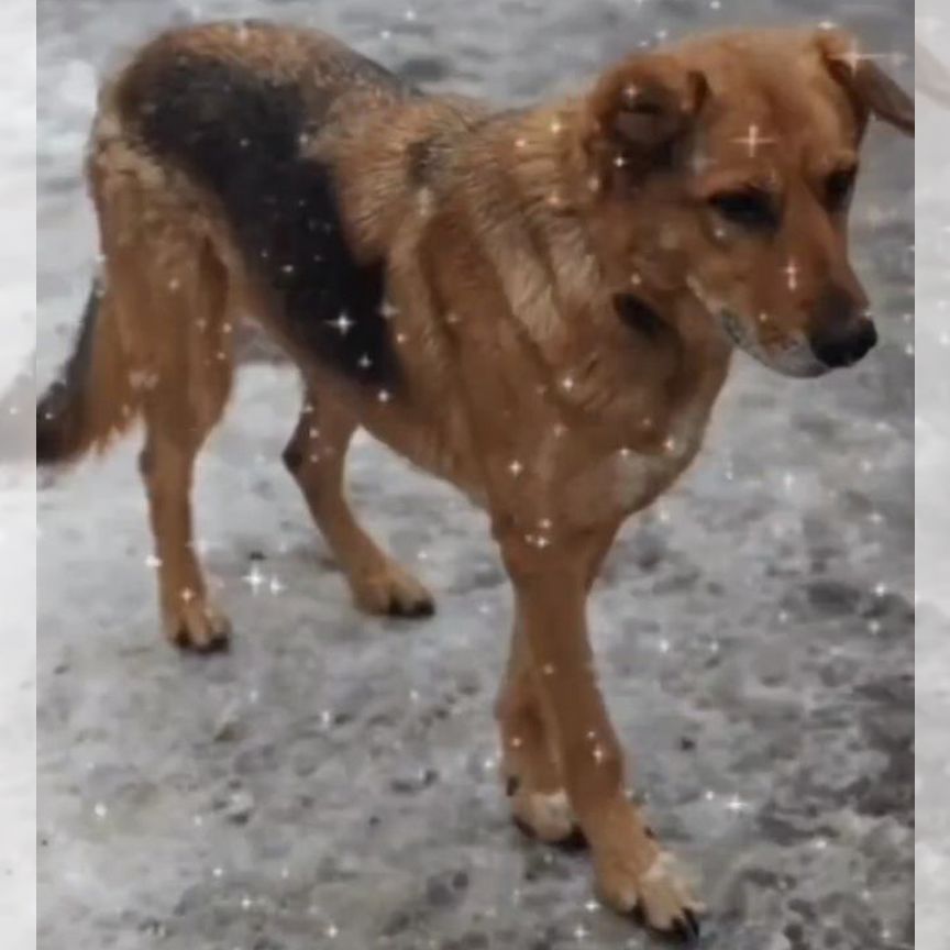 Герда мечтает о доме и семье