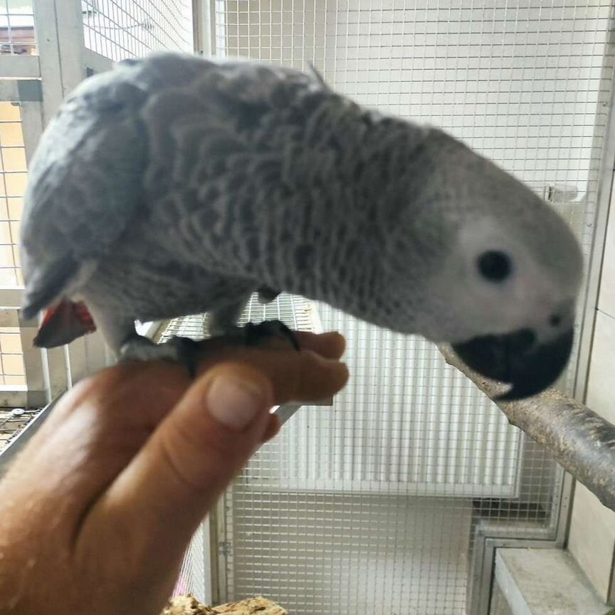 Попугай 4 мес