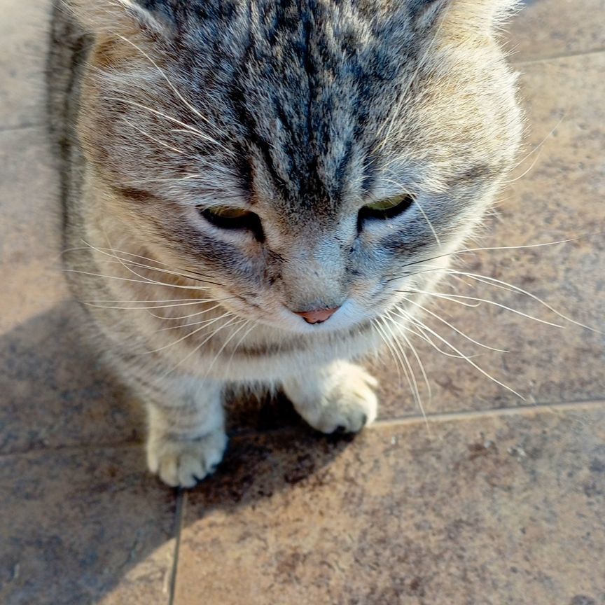 Кот