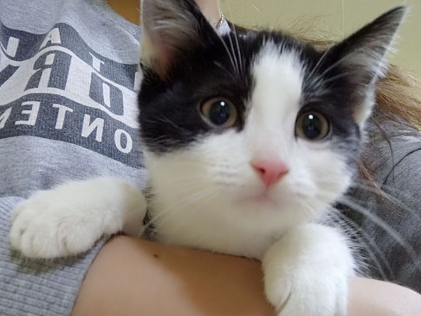 Прелестные котята в добрые руки