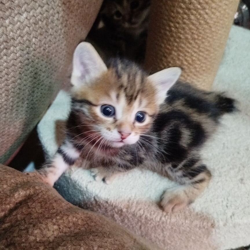 Курильский бобтейл короткошёрстный котёнок