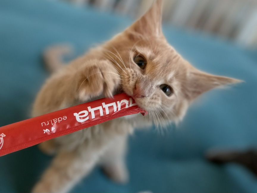 Котята мейн-кун
