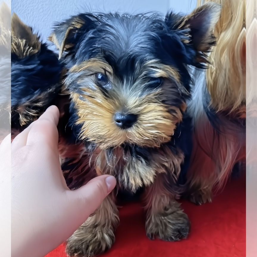 Йоркширский терьер, щенок