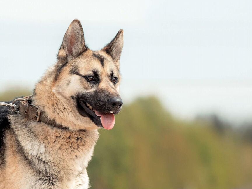 Собака овчарка в добрые руки бесплатно