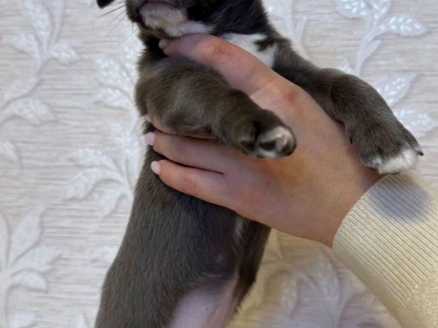 Щенки чихуахуа