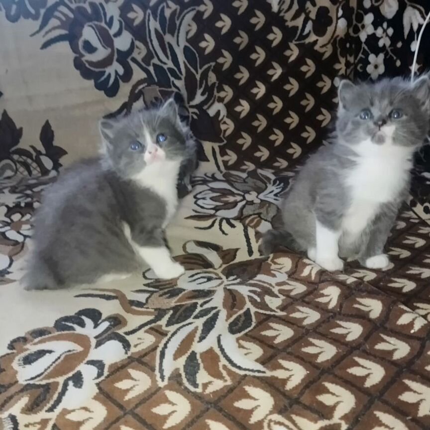 Котята в добрые руки