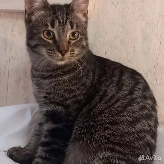 Девочка игрунья