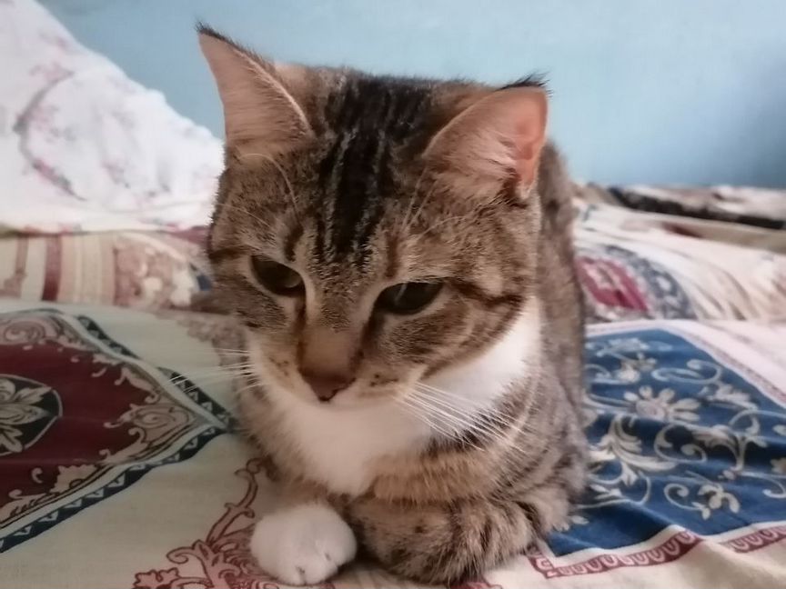 Кошка в дар